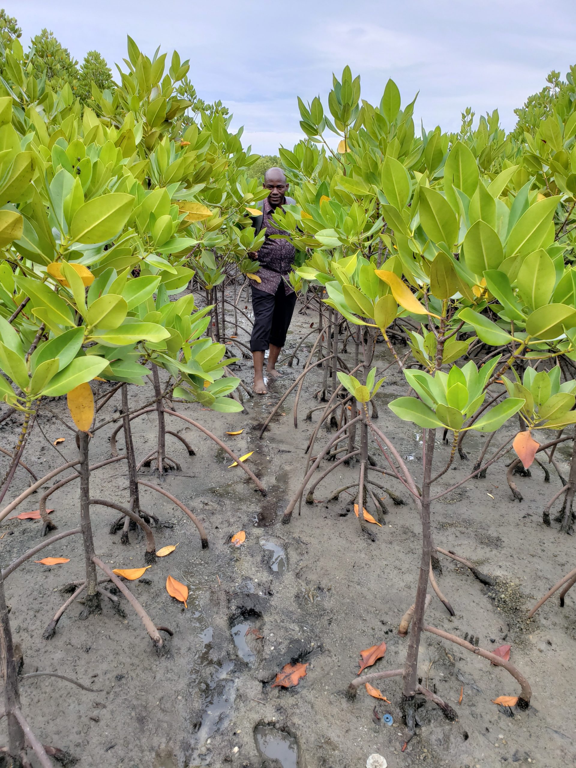 Project Update: Mangroves – ALLIANCE to RESTORE the COAST